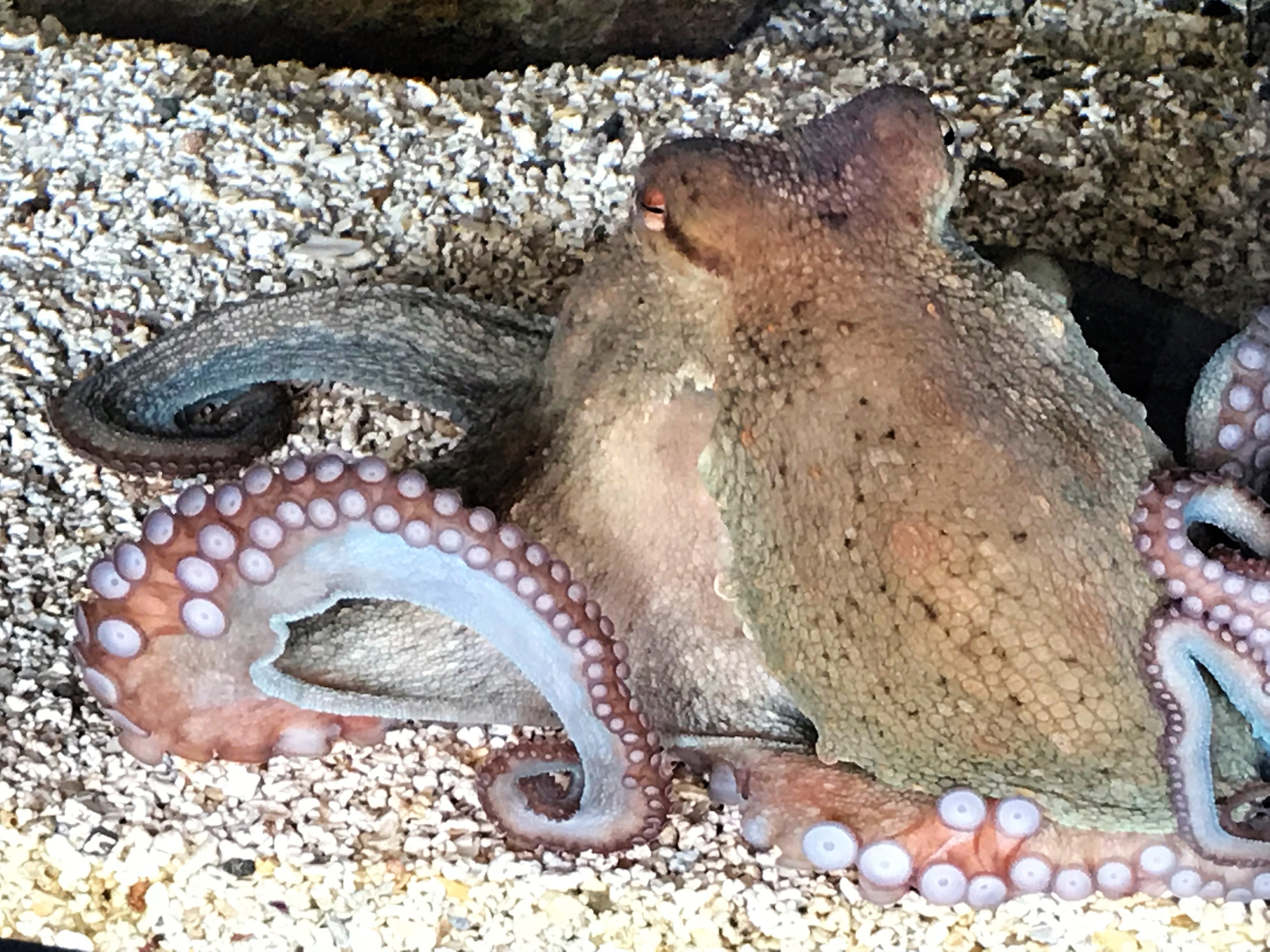 Peter Godfrey-Smith über den Kraken an sich, sein Bewusstsein – und uns ...