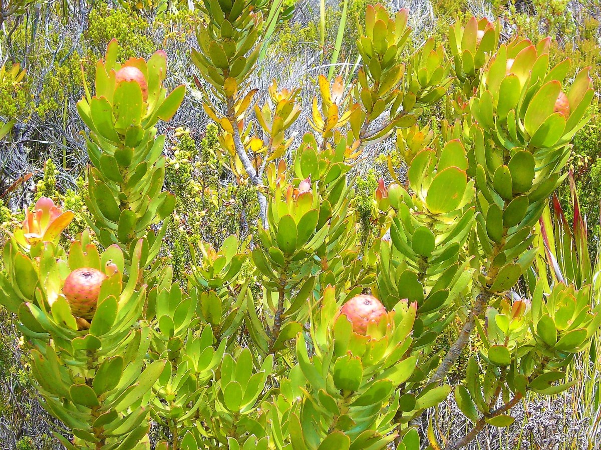 Kenneth Bonerts Roman über Südafrika im Endstadium der Apartheid ...