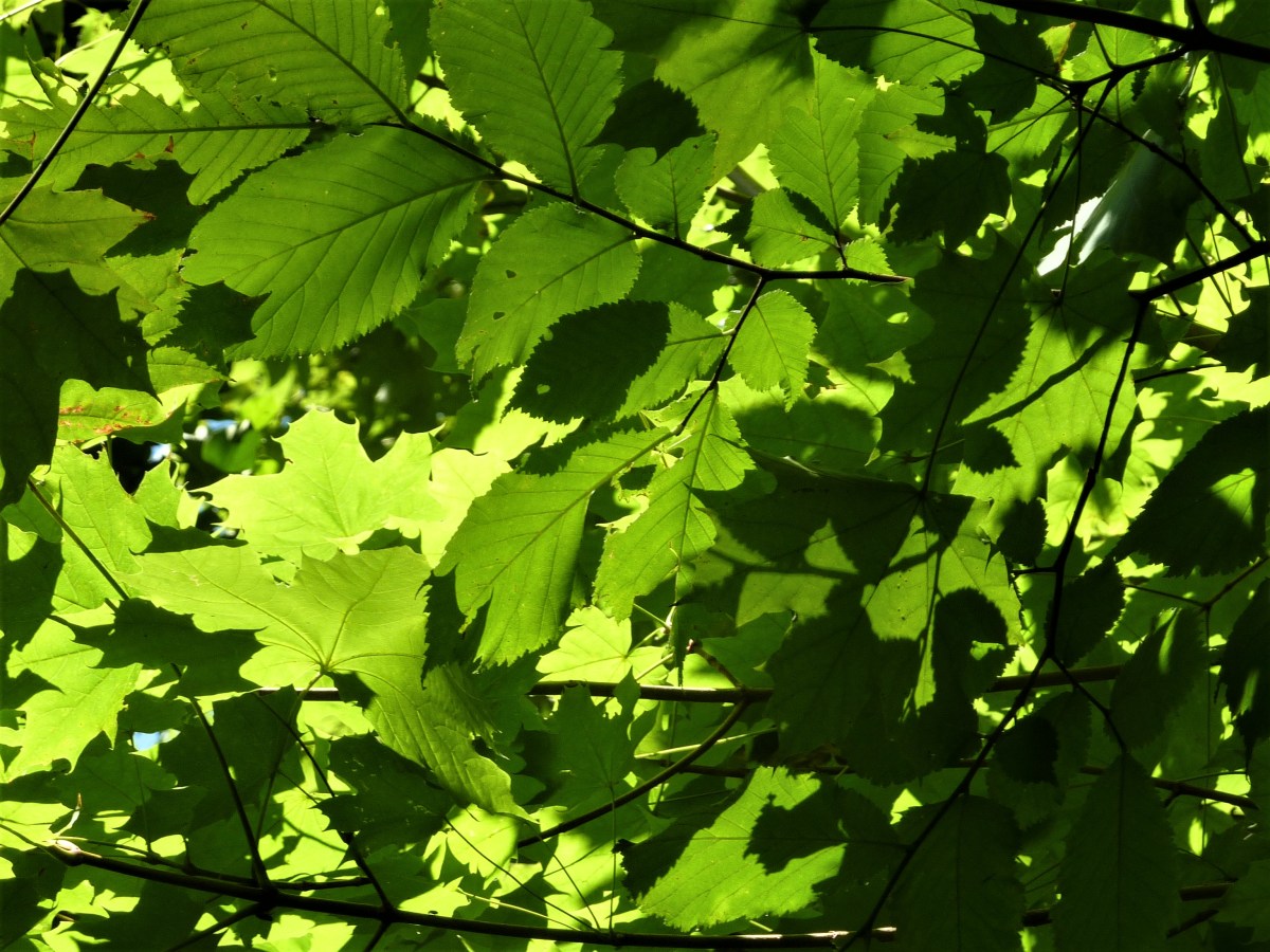Monika Helfer über die schöne Maria Moosbrugger und ihre „Bagage ...