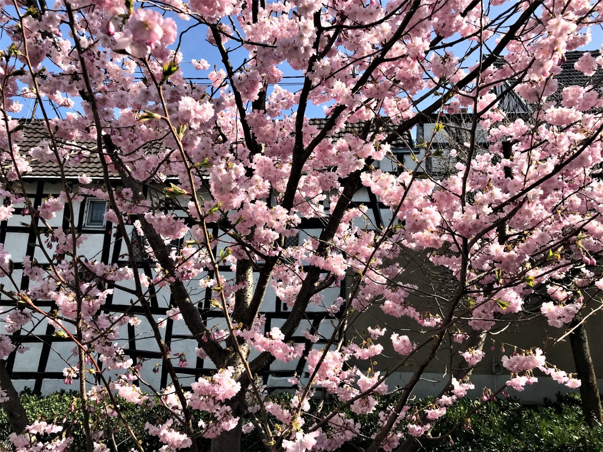 Literaturzeitschrift „die horen“ unter neuer Leitung: Engel gesichtet ...